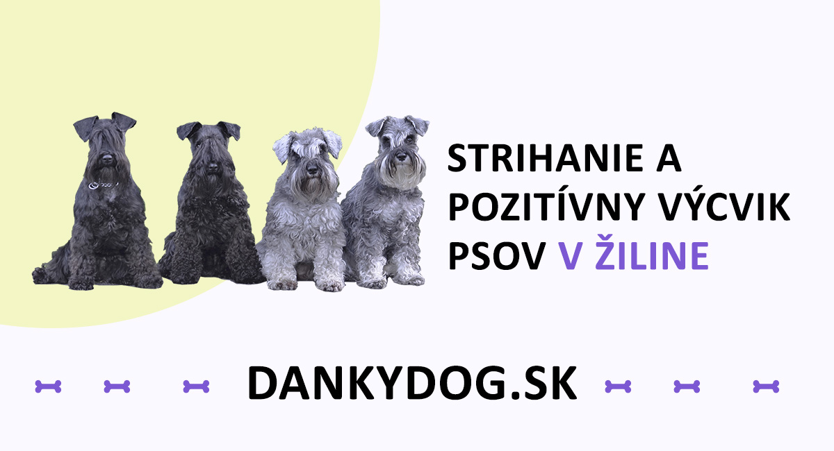 DankyDog.sk – Pozitívny výcvik a strihanie psov v Žiline